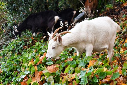Riverfront Vegetation Removal with Goats | City of St Helens Oregon