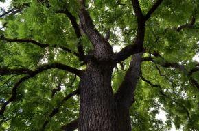 Walnut Tree Park | City of St Helens Oregon